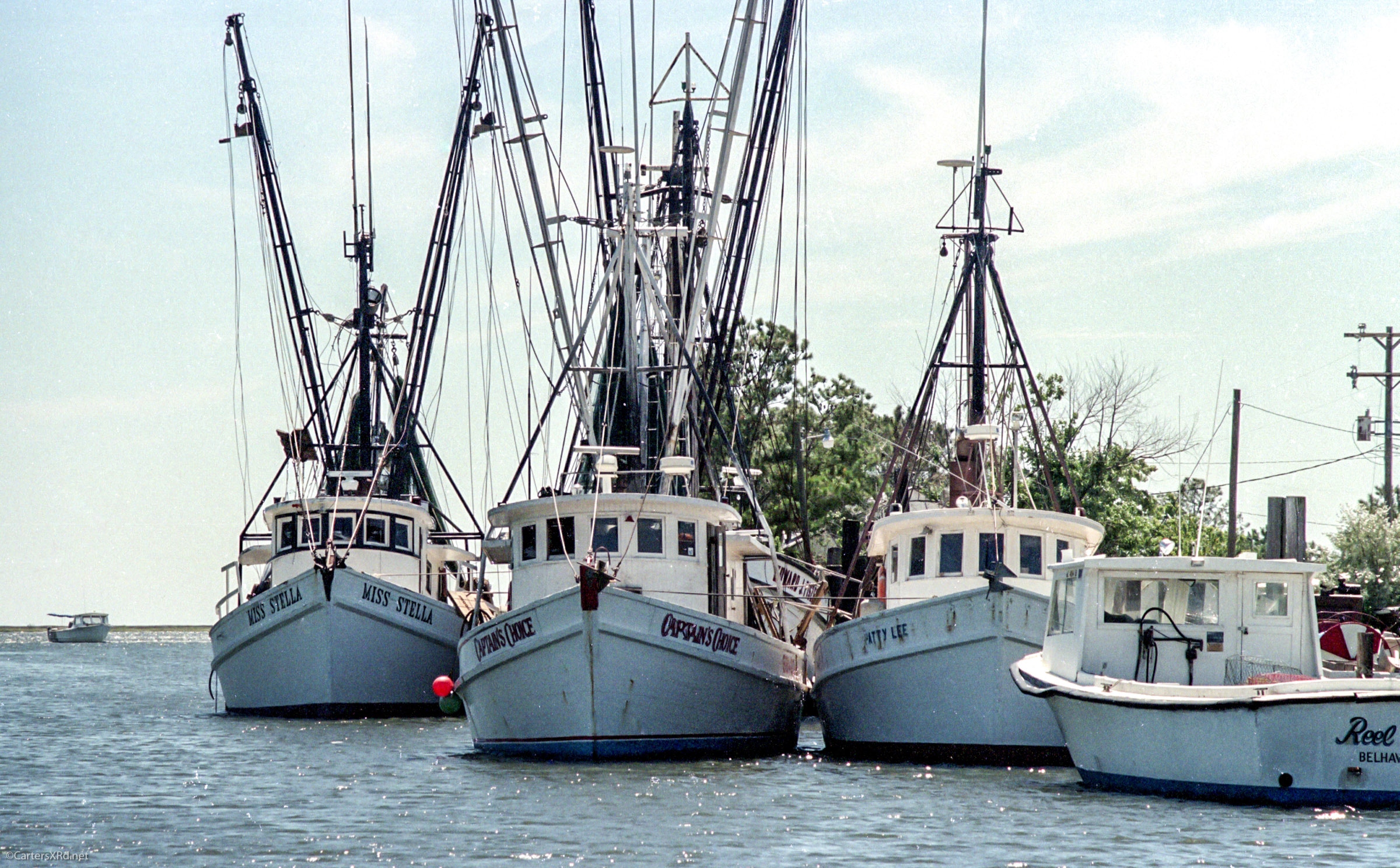 Swan Quarter wood